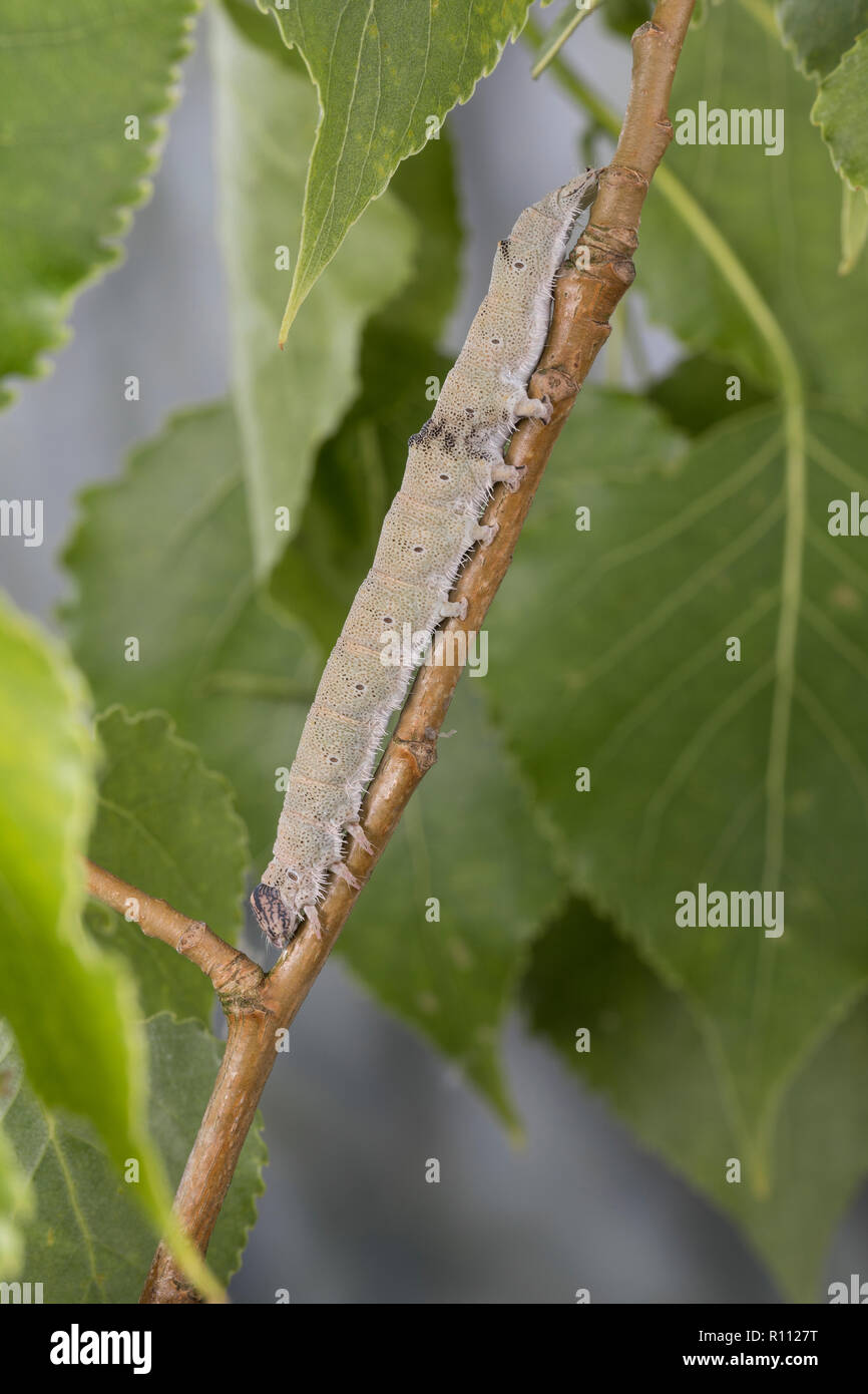 Blaues Ordensband, Raupe frisst an Pappel, Catocala fraxini, blue ...
