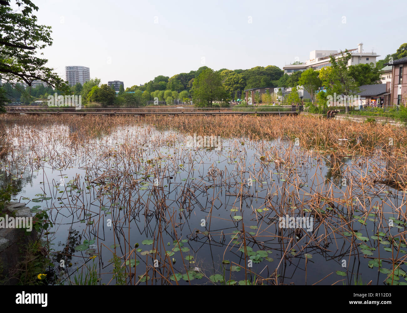 Tokyo uneo park hi-res stock photography and images - Alamy