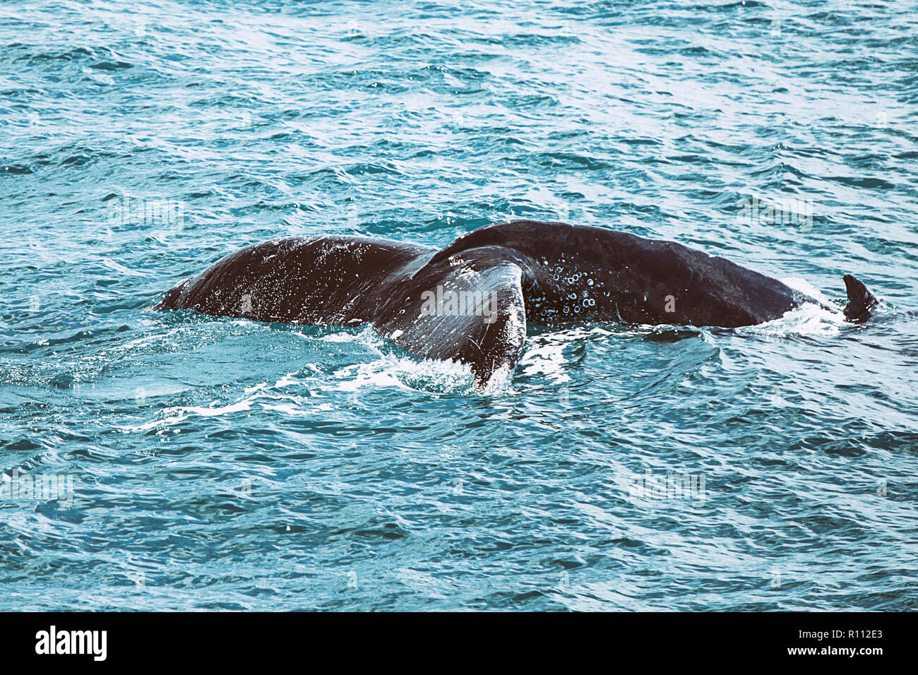 Humpback whale on the Australian coast Stock Photo - Alamy