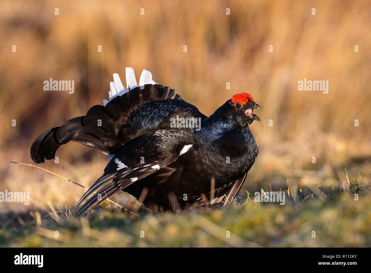 Black Grouse, males displaying on lecking ground Stock Photo - Alamy