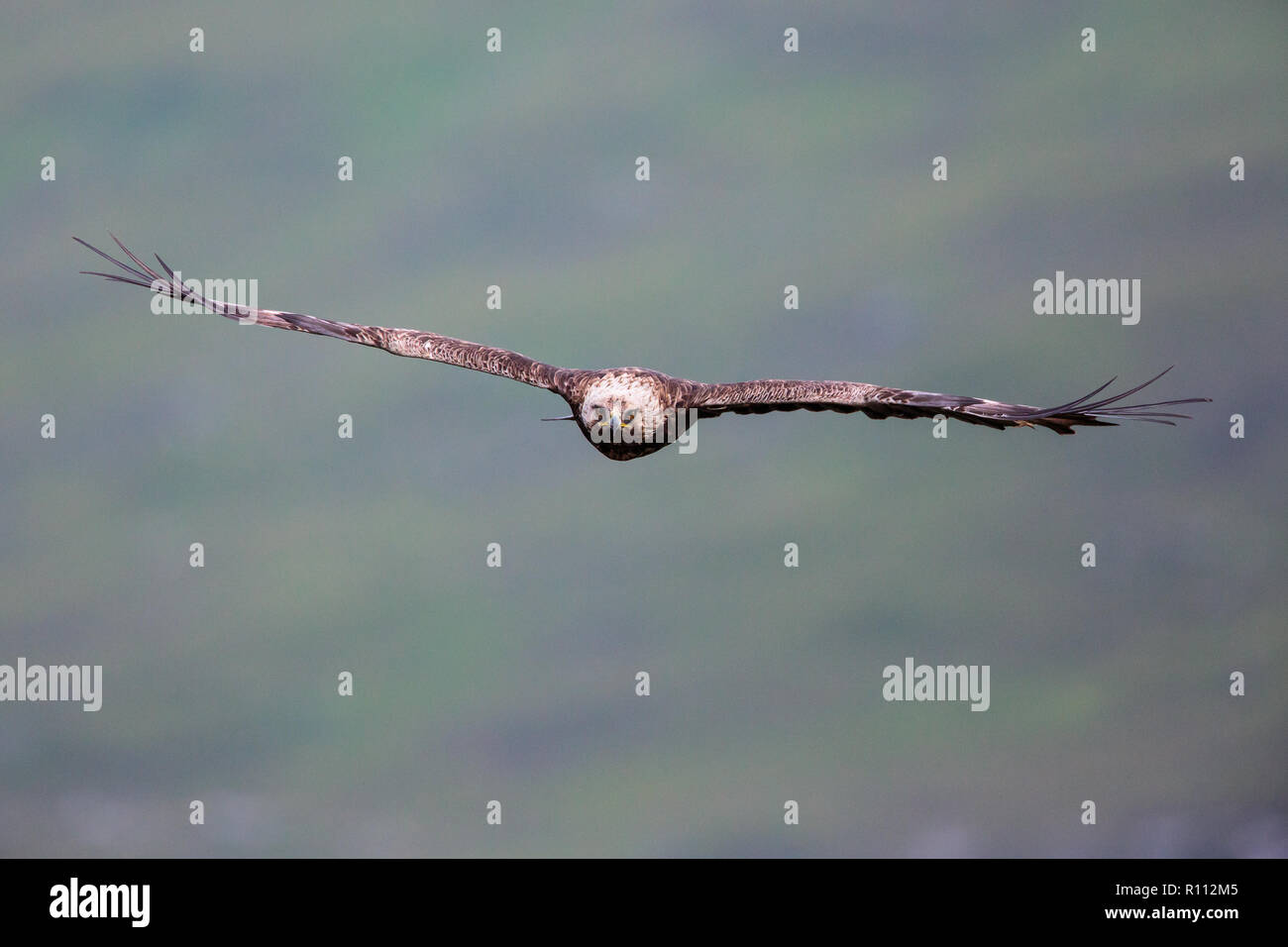 Flying golden eagle scotland hi-res stock photography and images - Alamy
