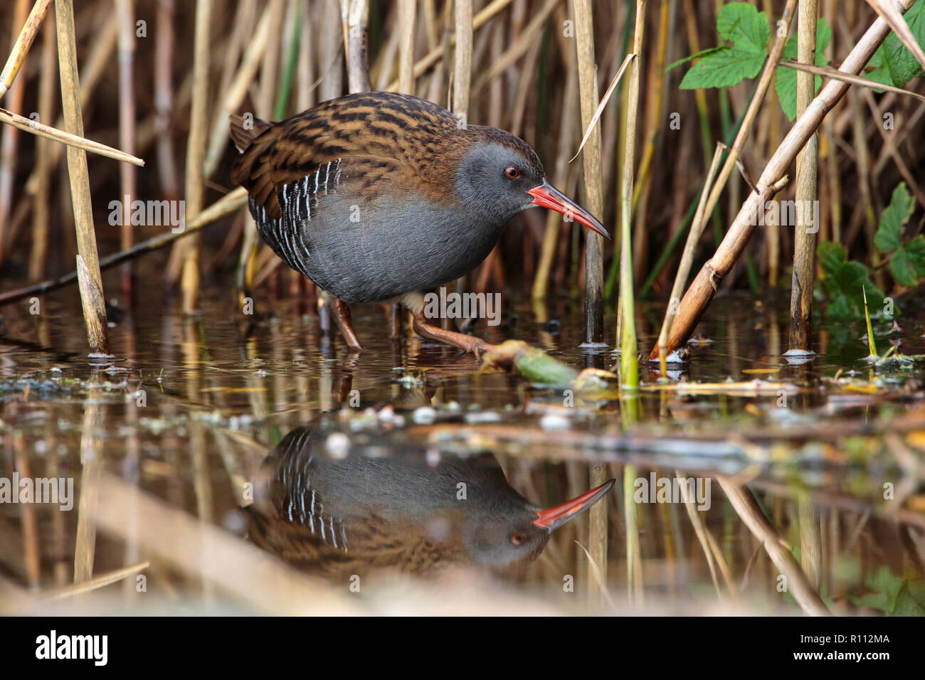 Common rallus hi-res stock photography and images - Alamy