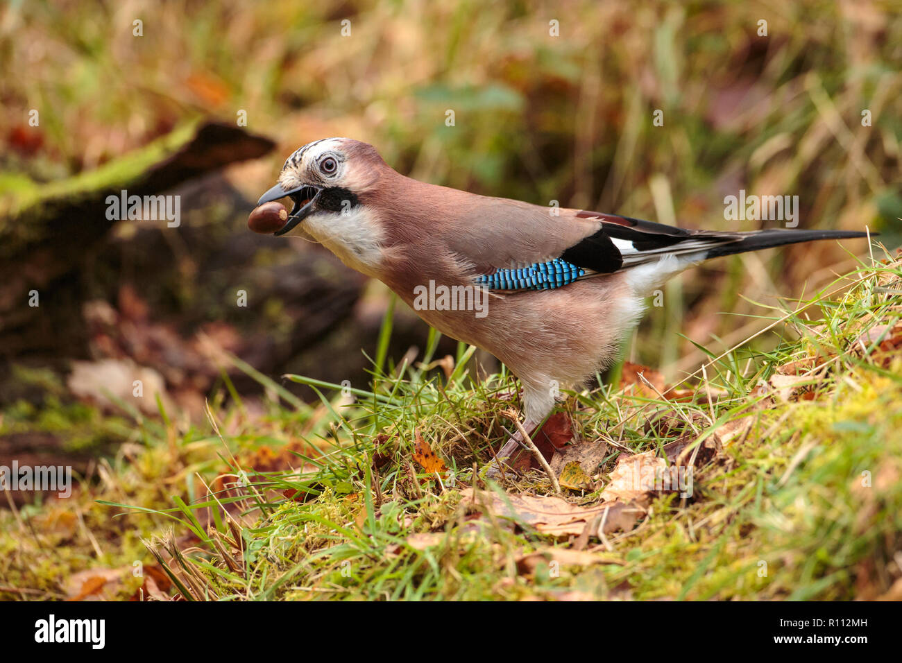 Storing acorns hi-res stock photography and images - Alamy