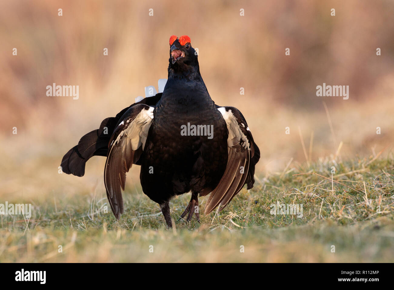 Black Grouse, male displaying on leck Stock Photo - Alamy