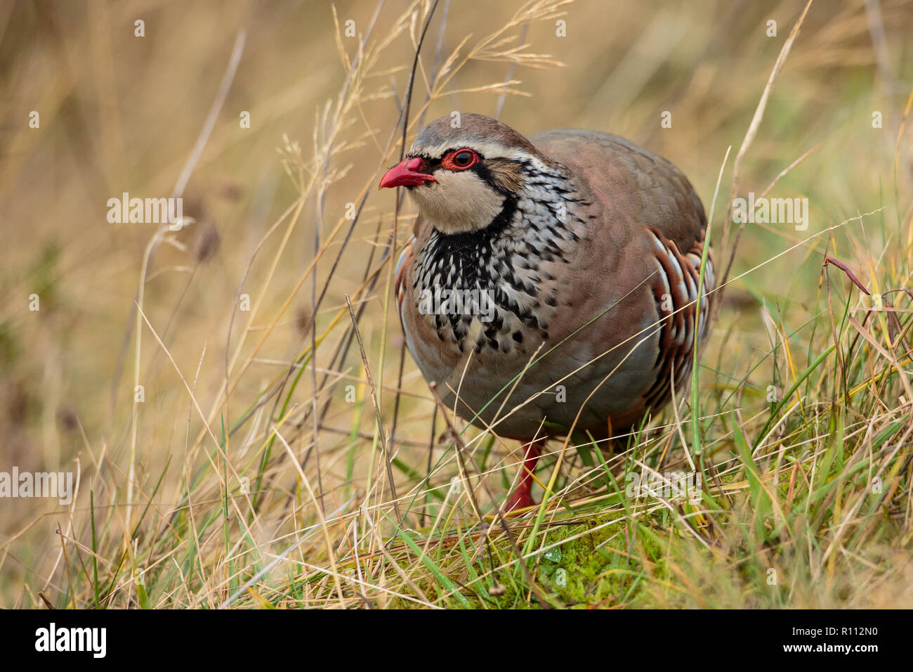 Red-legged Partridge, (Alectoris rufa Stock Photo - Alamy