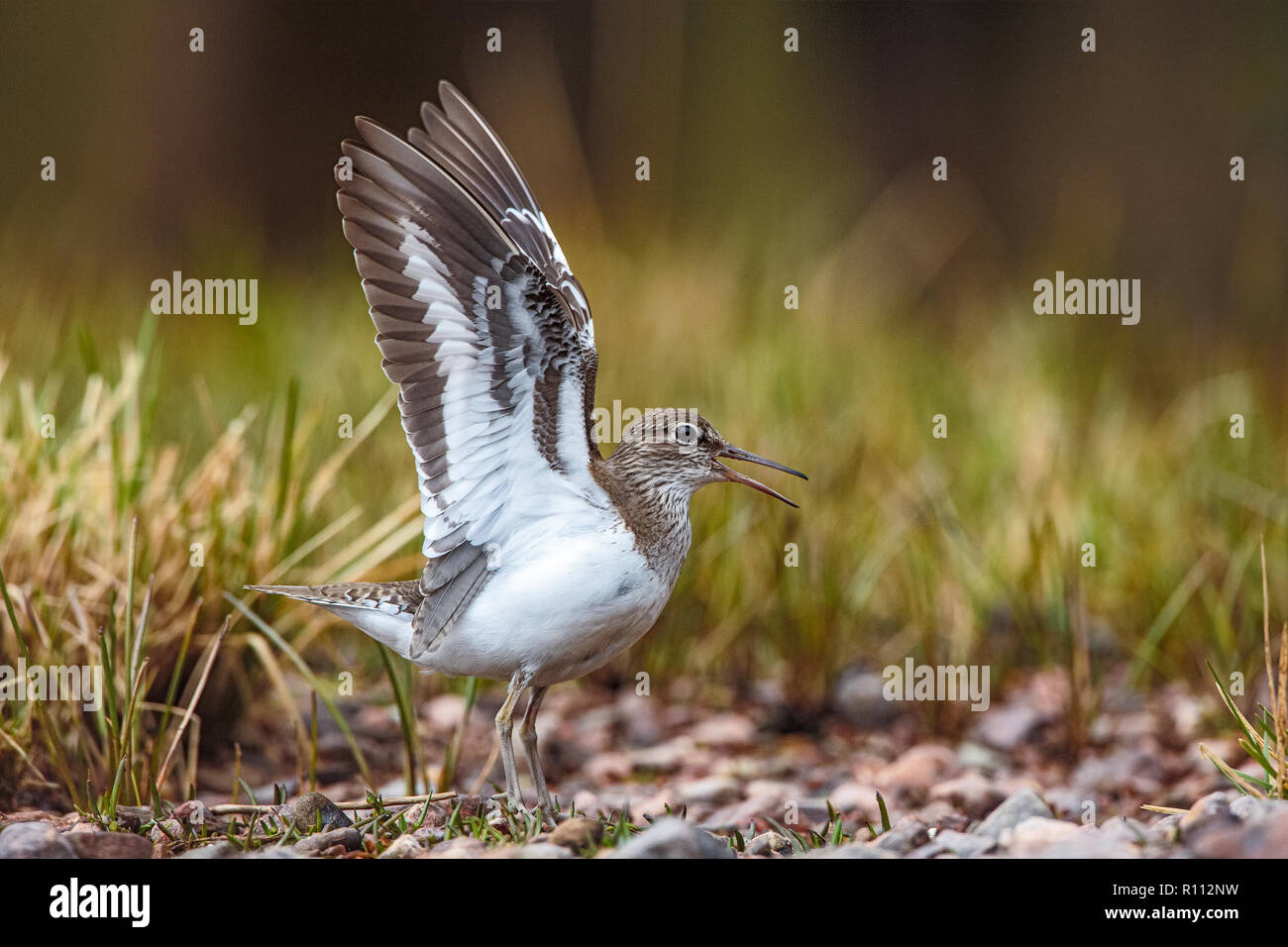 Common Sandpiper, Actitis hypoleucos, male displaying Stock Photo - Alamy