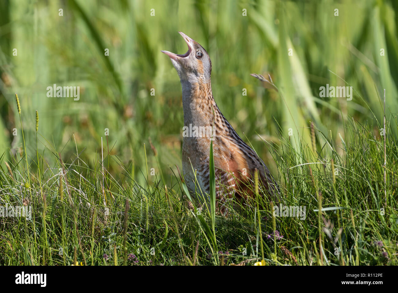 Corn Crake, Crex crex,calling Stock Photo - Alamy
