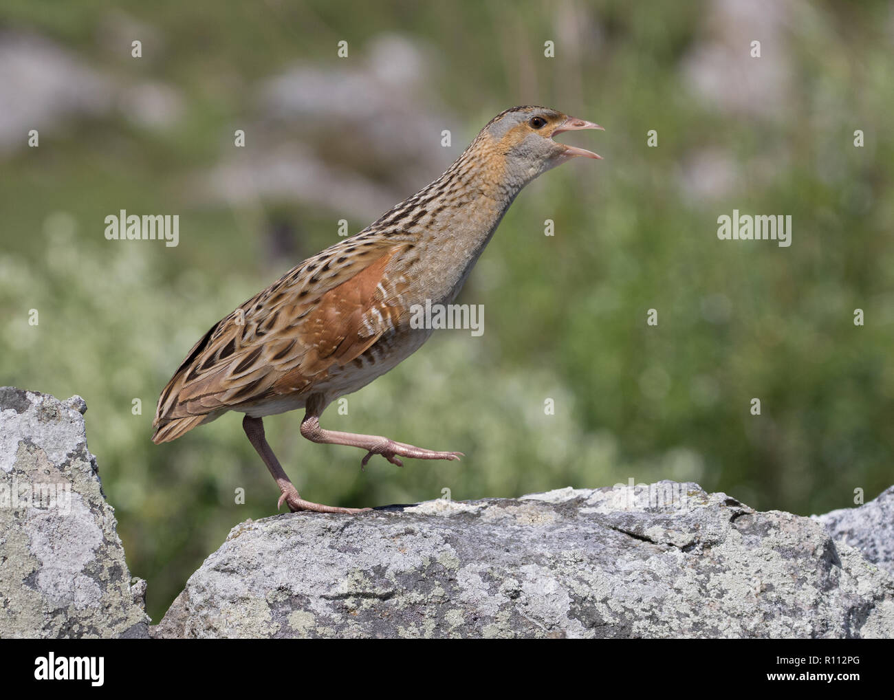 Corn crake crex crex hi-res stock photography and images - Alamy