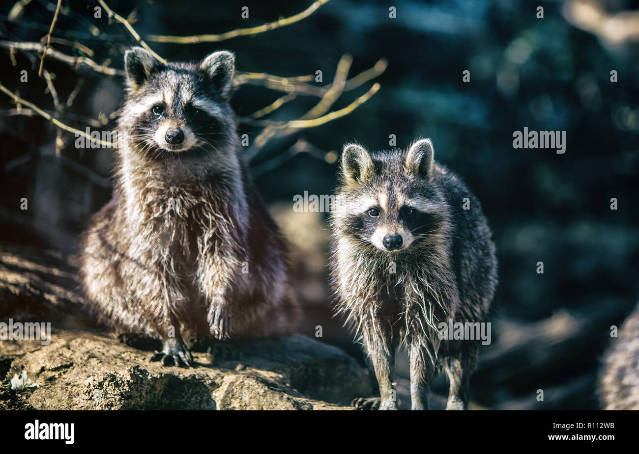 Baby raccoons hi-res stock photography and images - Alamy