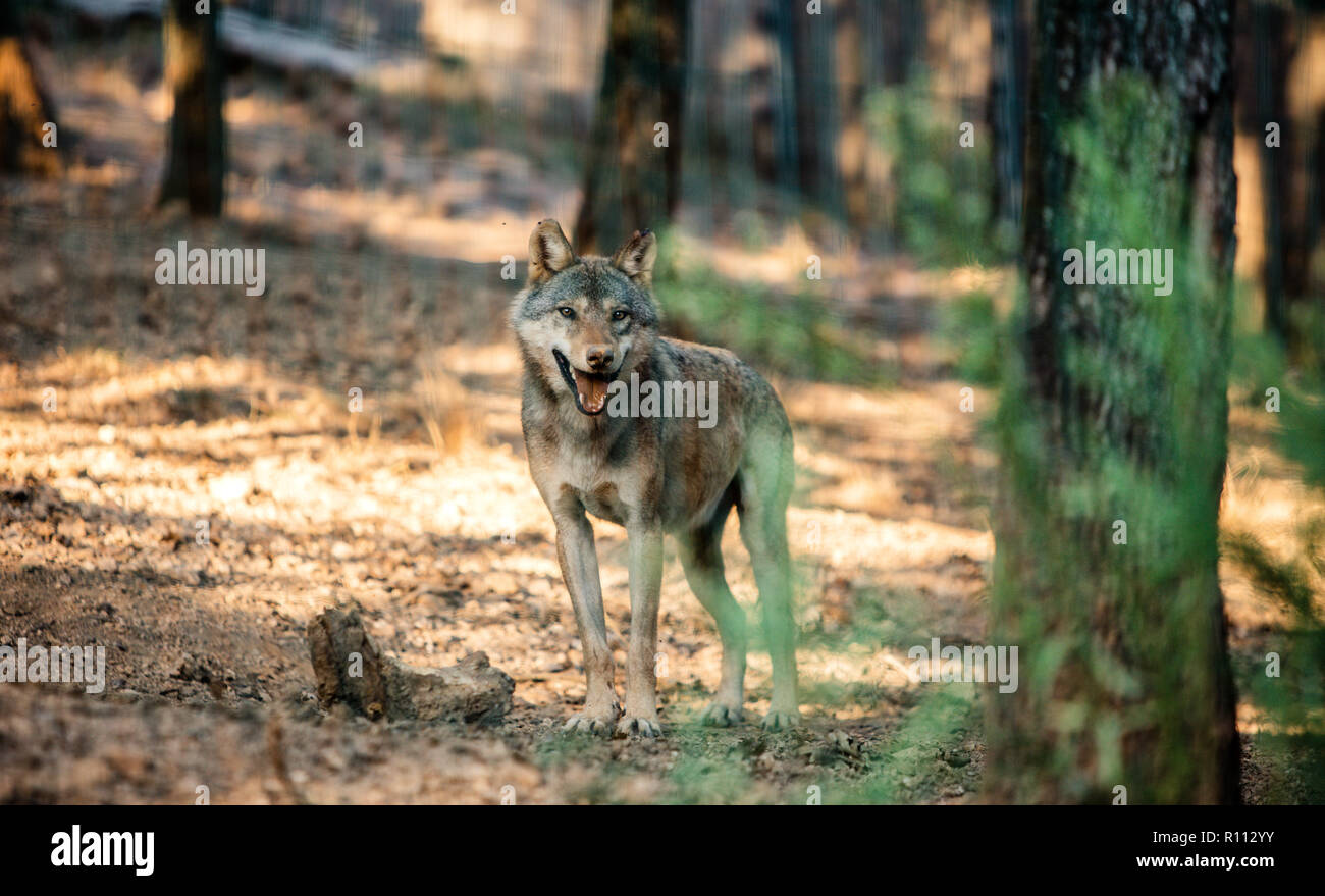 Wolf in the forest Stock Photo - Alamy