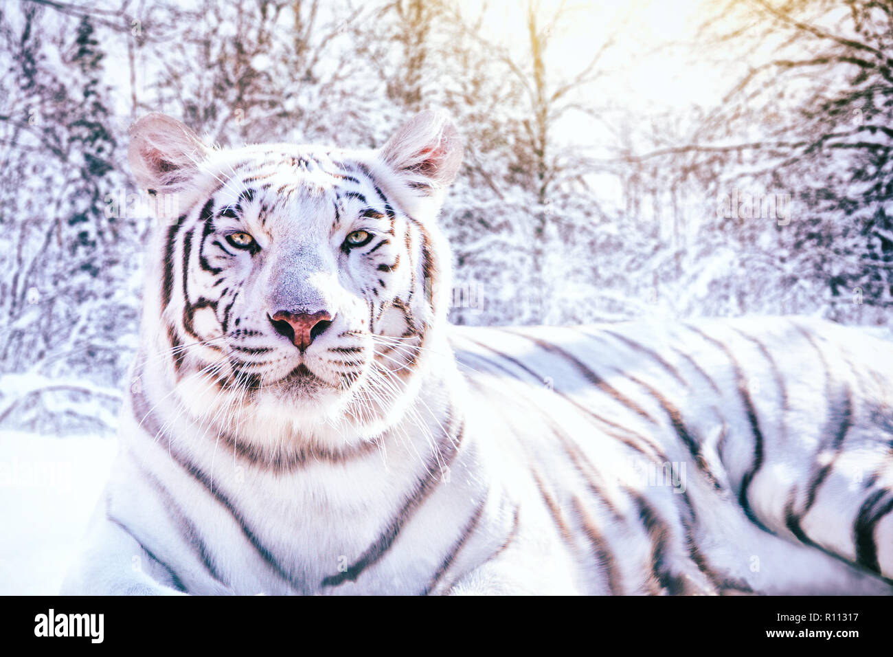 Siberian tiger snow forest hi-res stock photography and images - Alamy