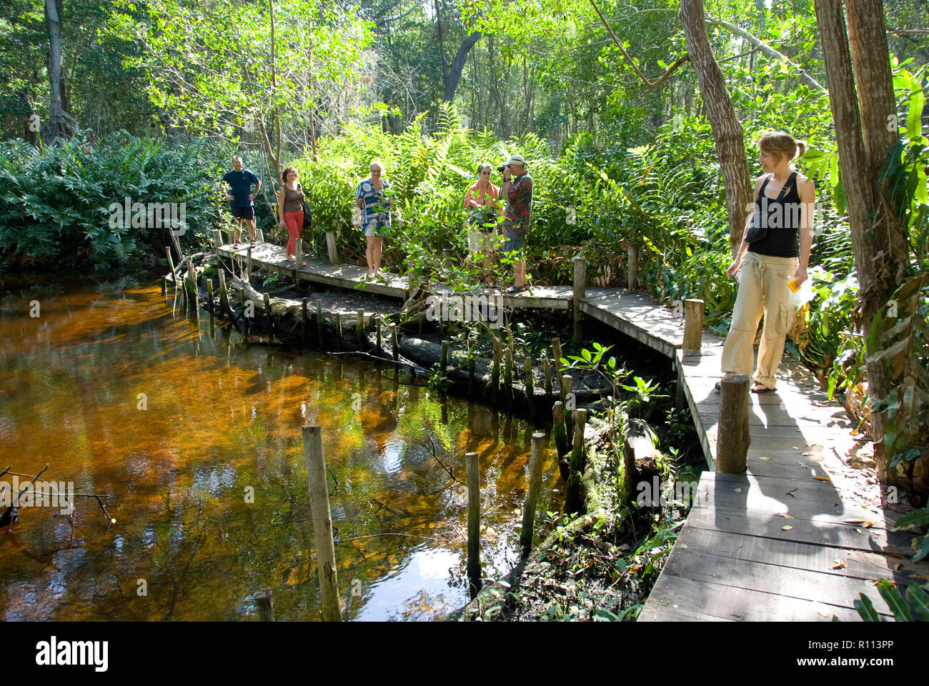 Mature mangrove trees hi-res stock photography and images - Alamy