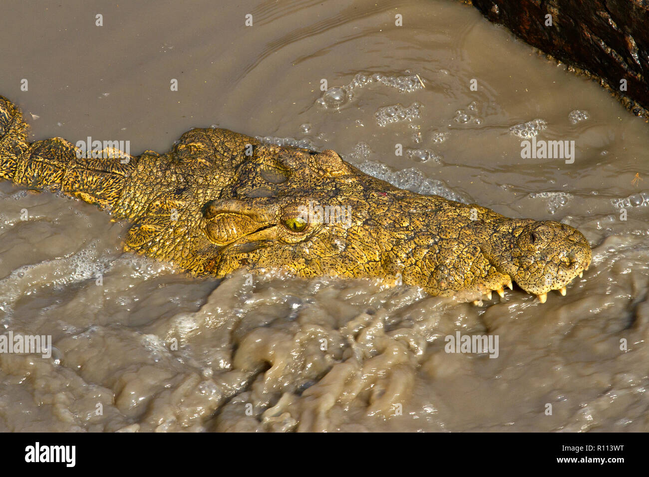 Peg cells hi-res stock photography and images - Alamy