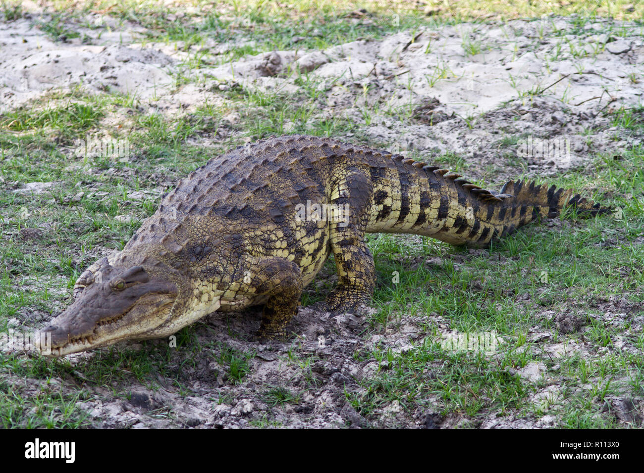 A Crocodile has a slow lumbering locomotion known as the 'high walk ...