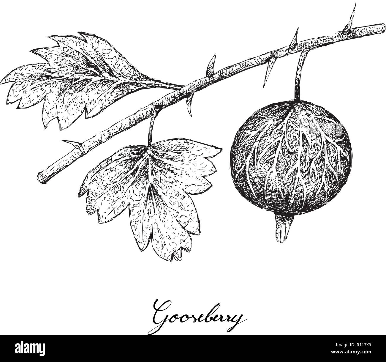 Berry Fruits, Illustration of Hand Drawn Sketch Fresh Gooseberry ...