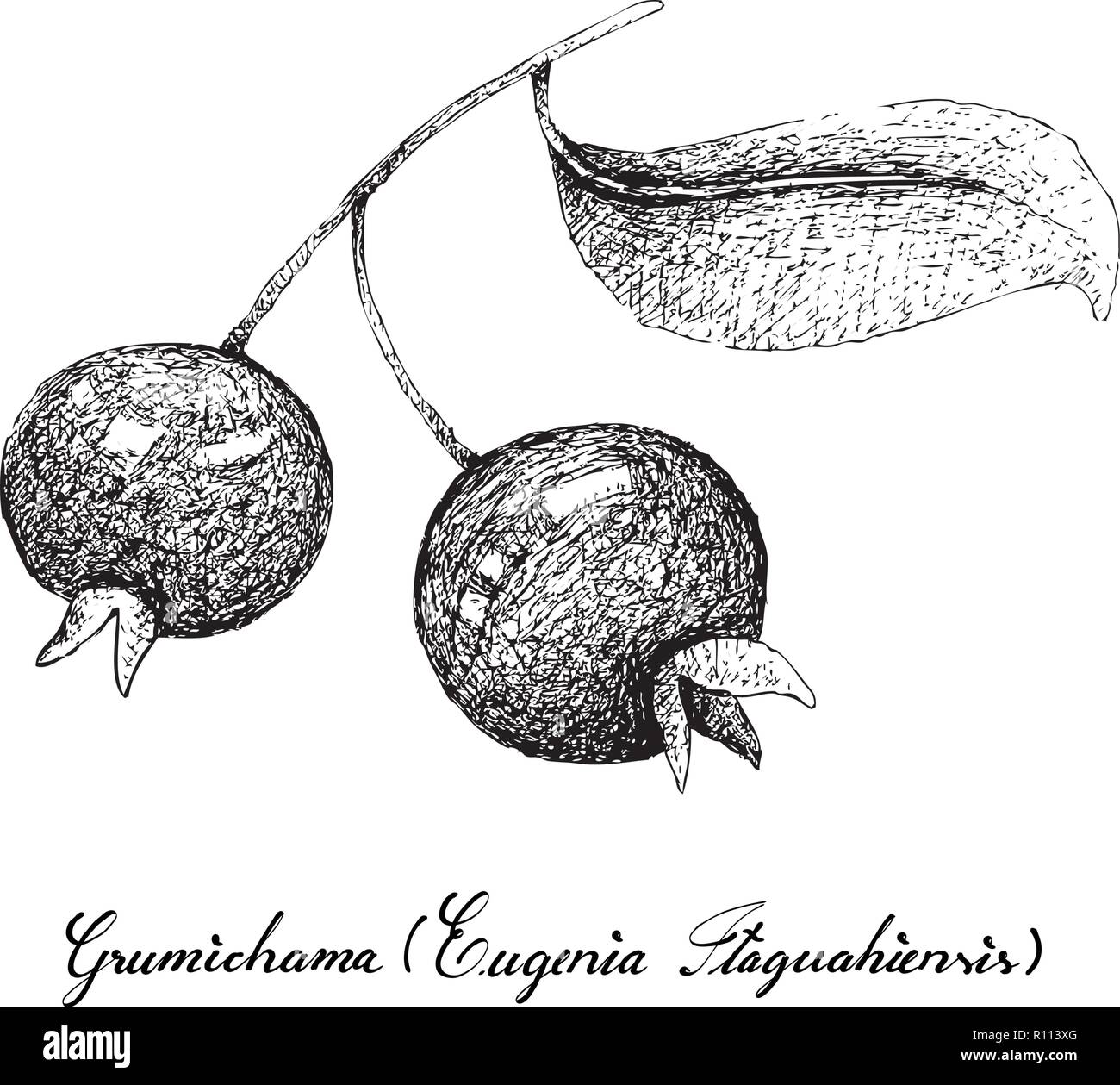 Berry Fruit, Illustration Hand Drawn Sketch of Fresh Grumichama Cherry ...