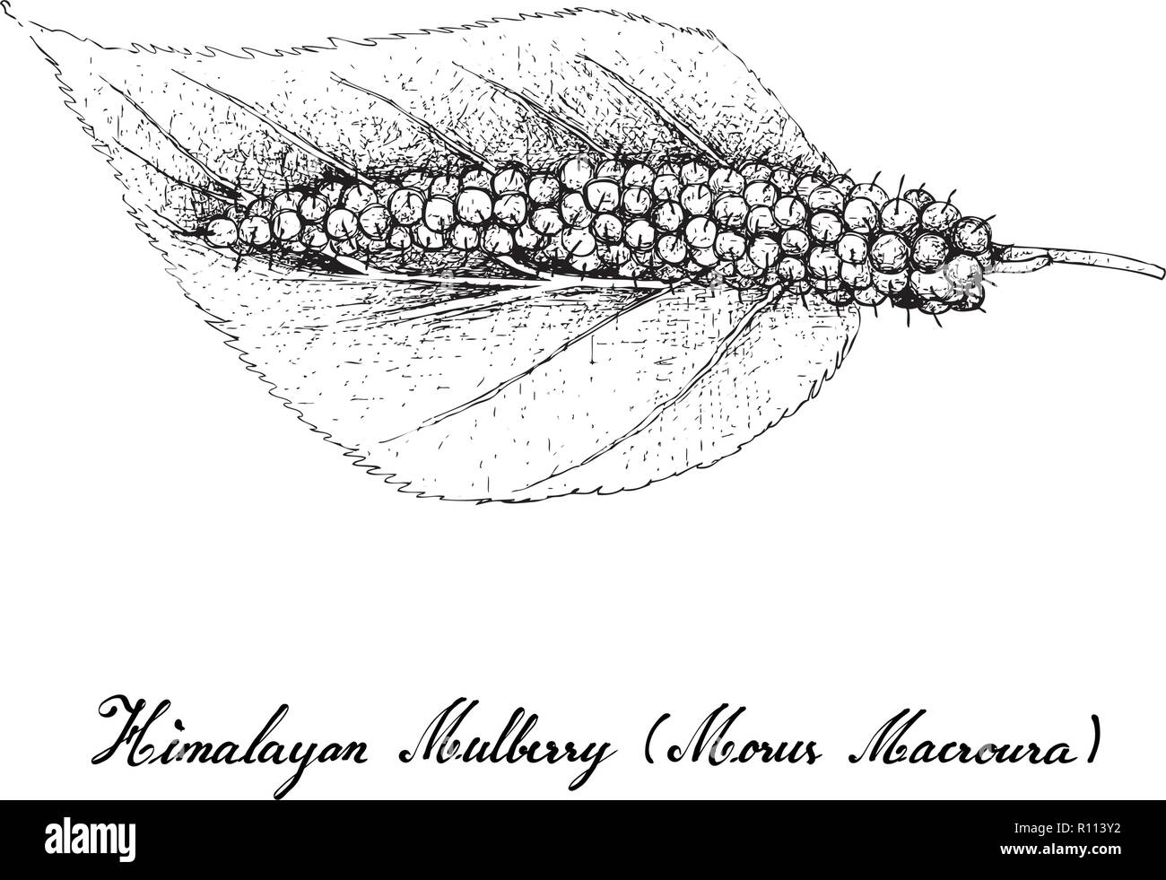 Tropical Fruits, Illustration Wallpaper of Hand Drawn Sketch Fresh ...