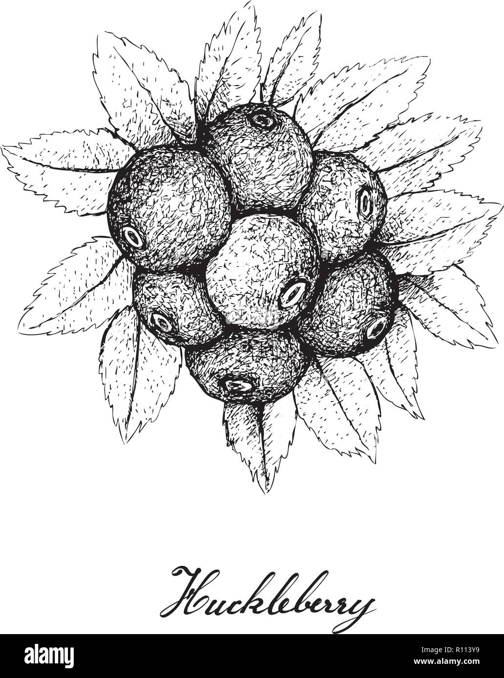 Berry Fruit, Illustration Hand Drawn Sketch of Huckleberries Isolated ...