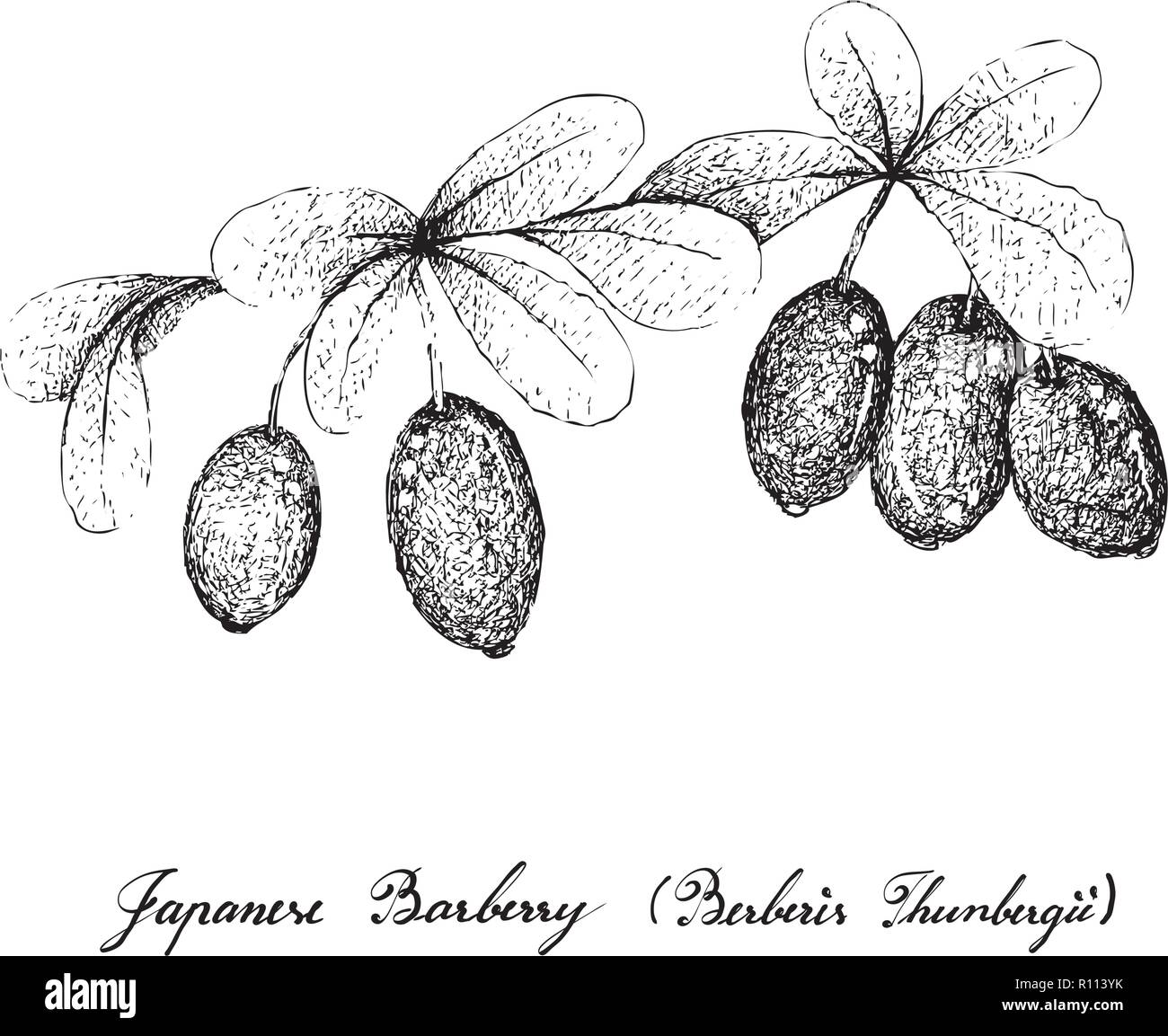 Berry Fruit, Illustration Hand Drawn Sketch of Fresh Japanese Barberies ...