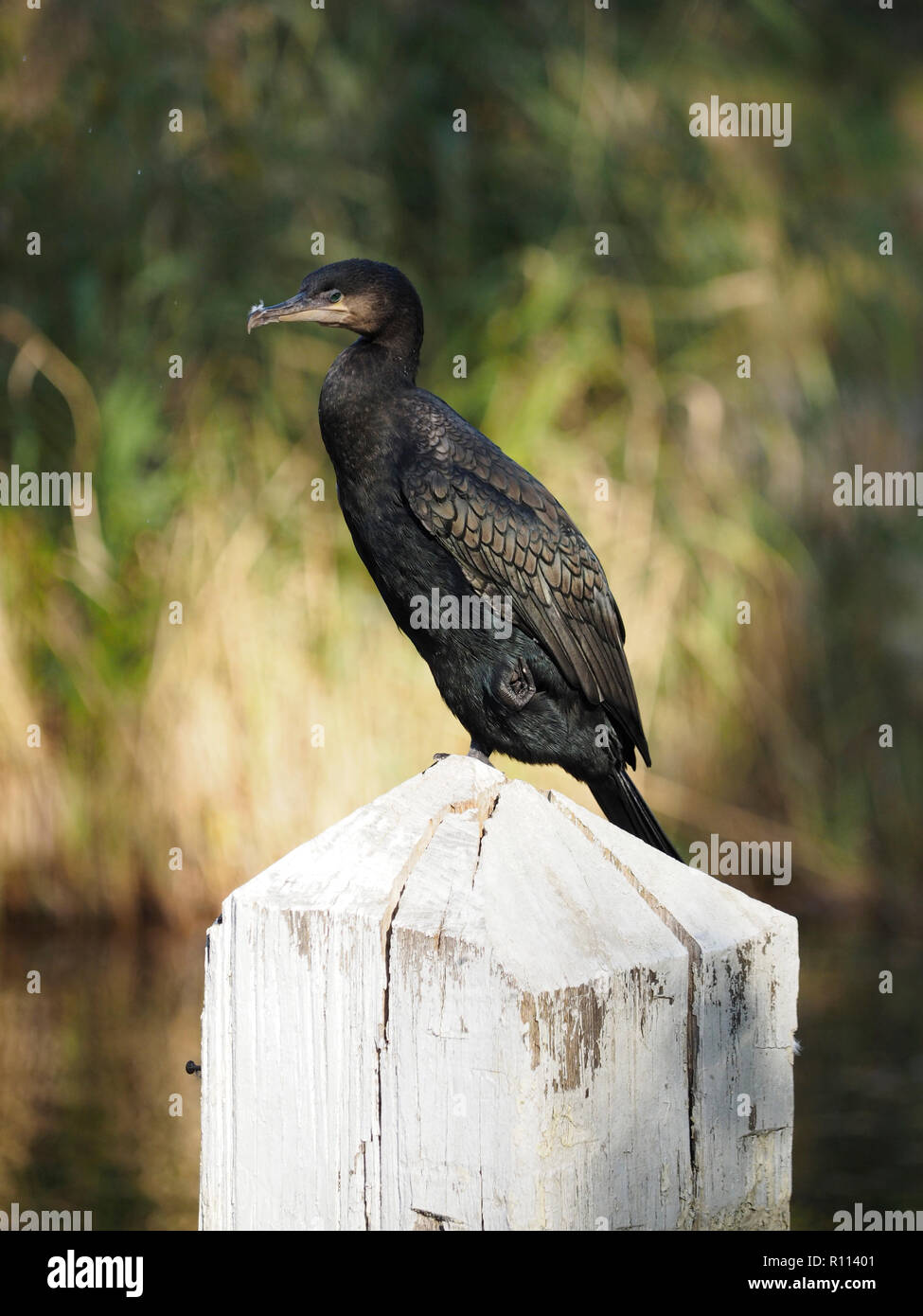 Black cormorant bird standing on one leg, Rhenen, the Netherlands Stock ...