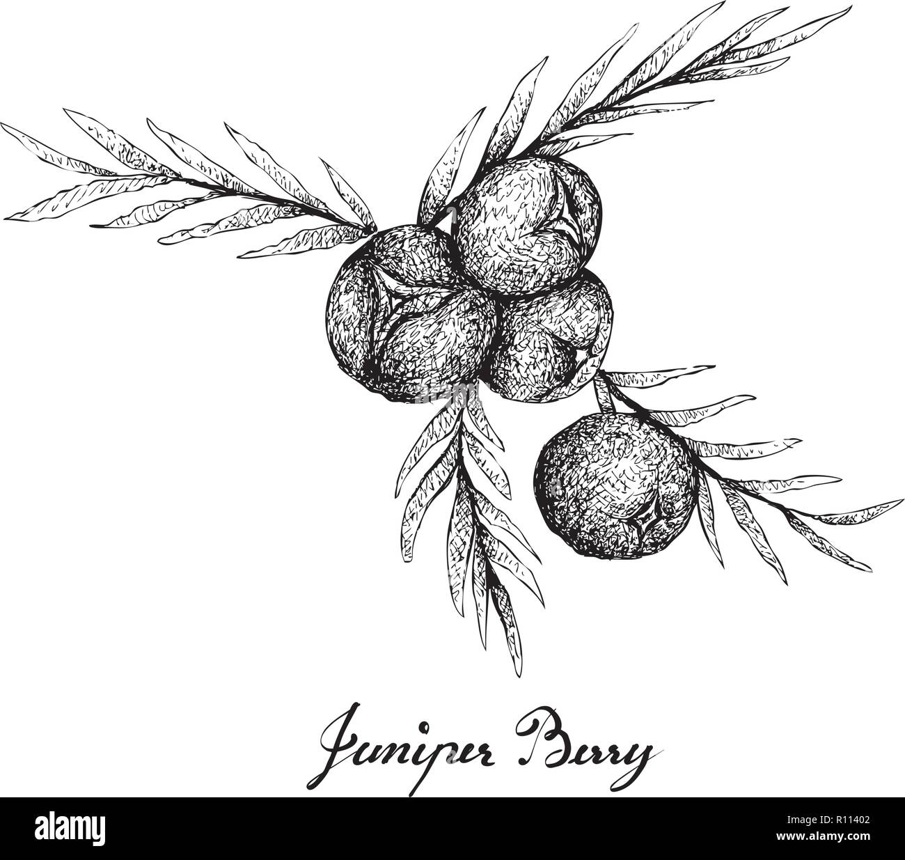 Juniper Berries Drawing