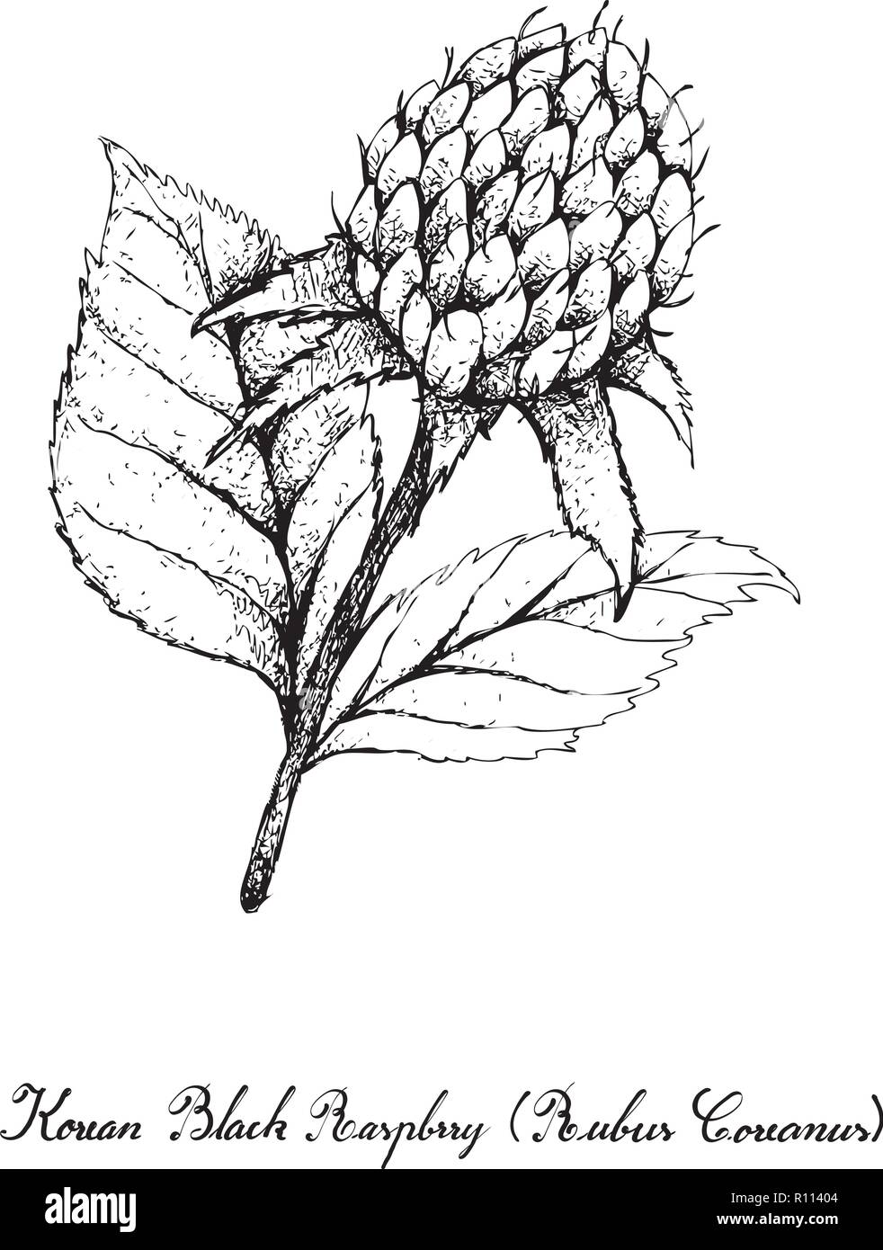 Berry Fruits, Illustration of Hand Drawn Sketch Delicious Fresh Korean ...