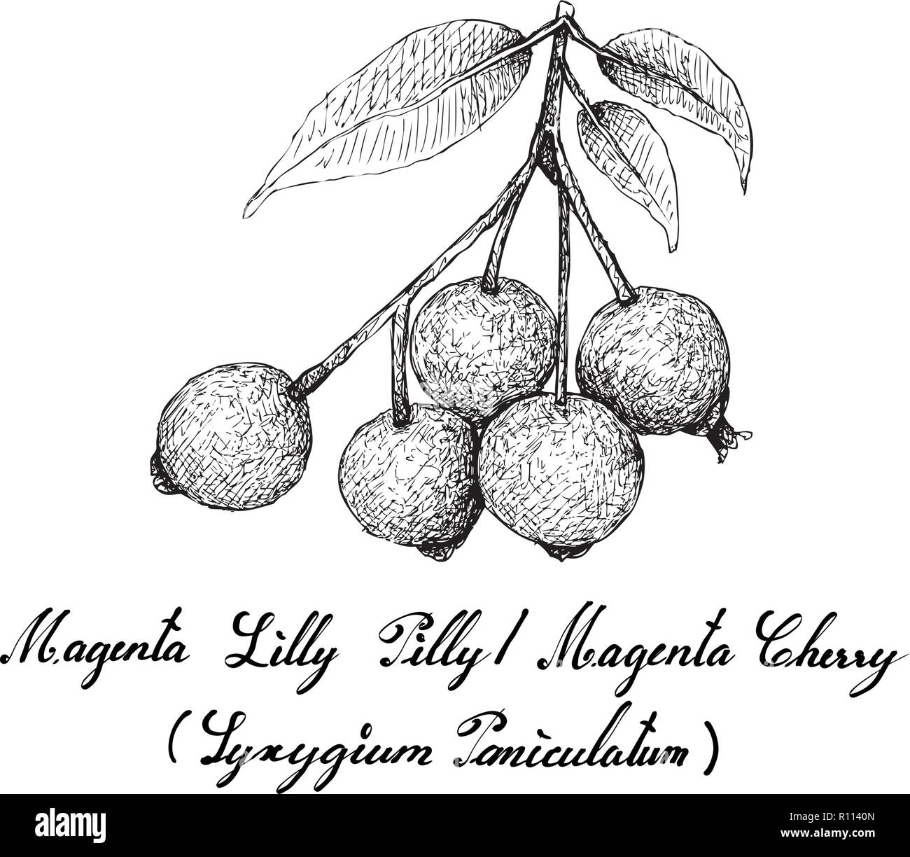 Lilly Pilly Stock Photos & Lilly Pilly Stock Images - Alamy