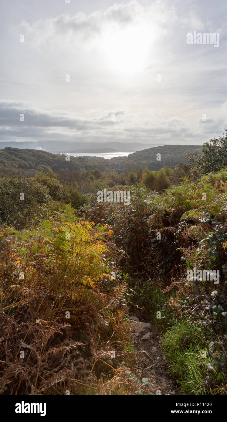 Wild Path in Wales Stock Photo - Alamy