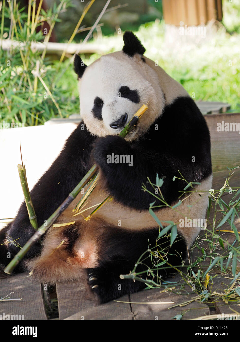 Giant panda bear sitting while eating bamboo, Rhenen zoo, the ...