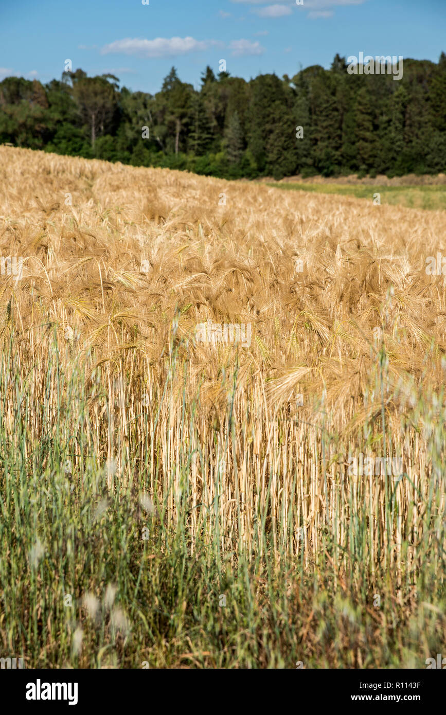 Wheat field, Tuscany Stock Photo - Alamy