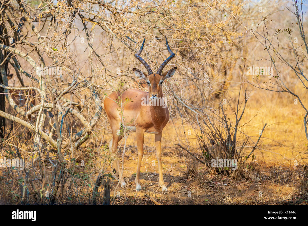 Iconic Springbok in the wild grasslands Stock Photo - Alamy