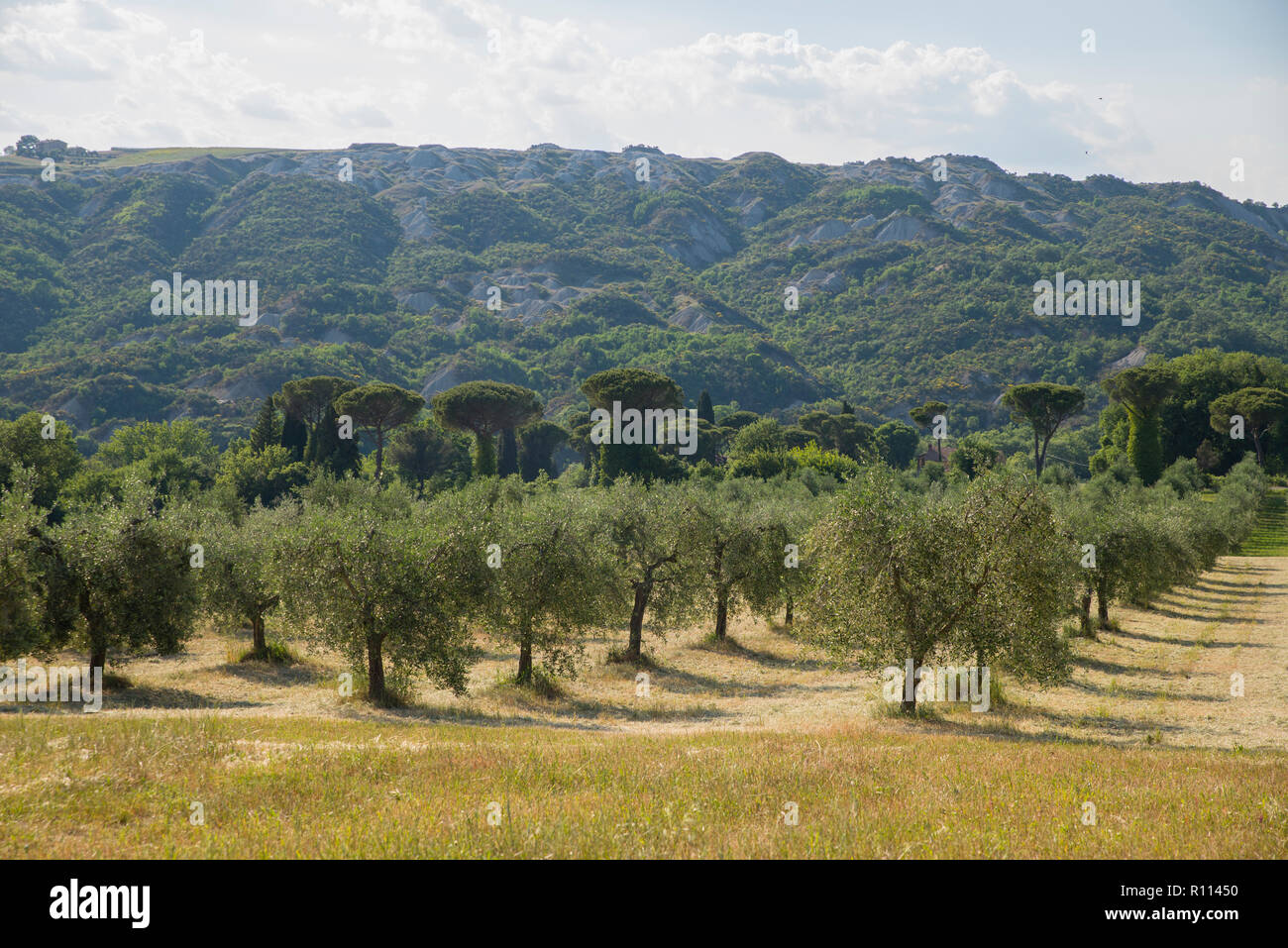 Olive grove, Tuscany, Italy Stock Photo - Alamy