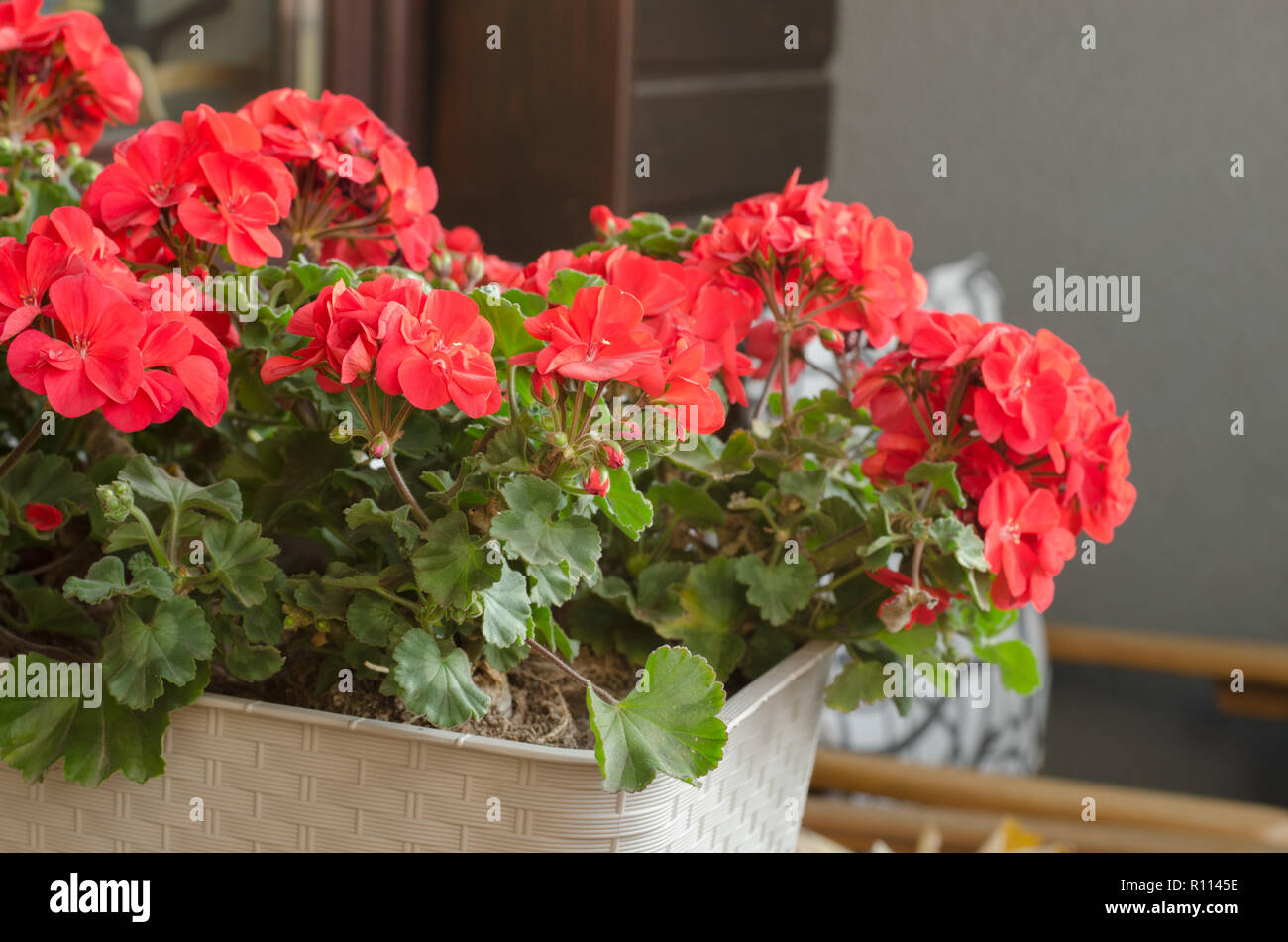 Plant Pelargonuim, in a plastic pot, on the balcony Stock Photo - Alamy