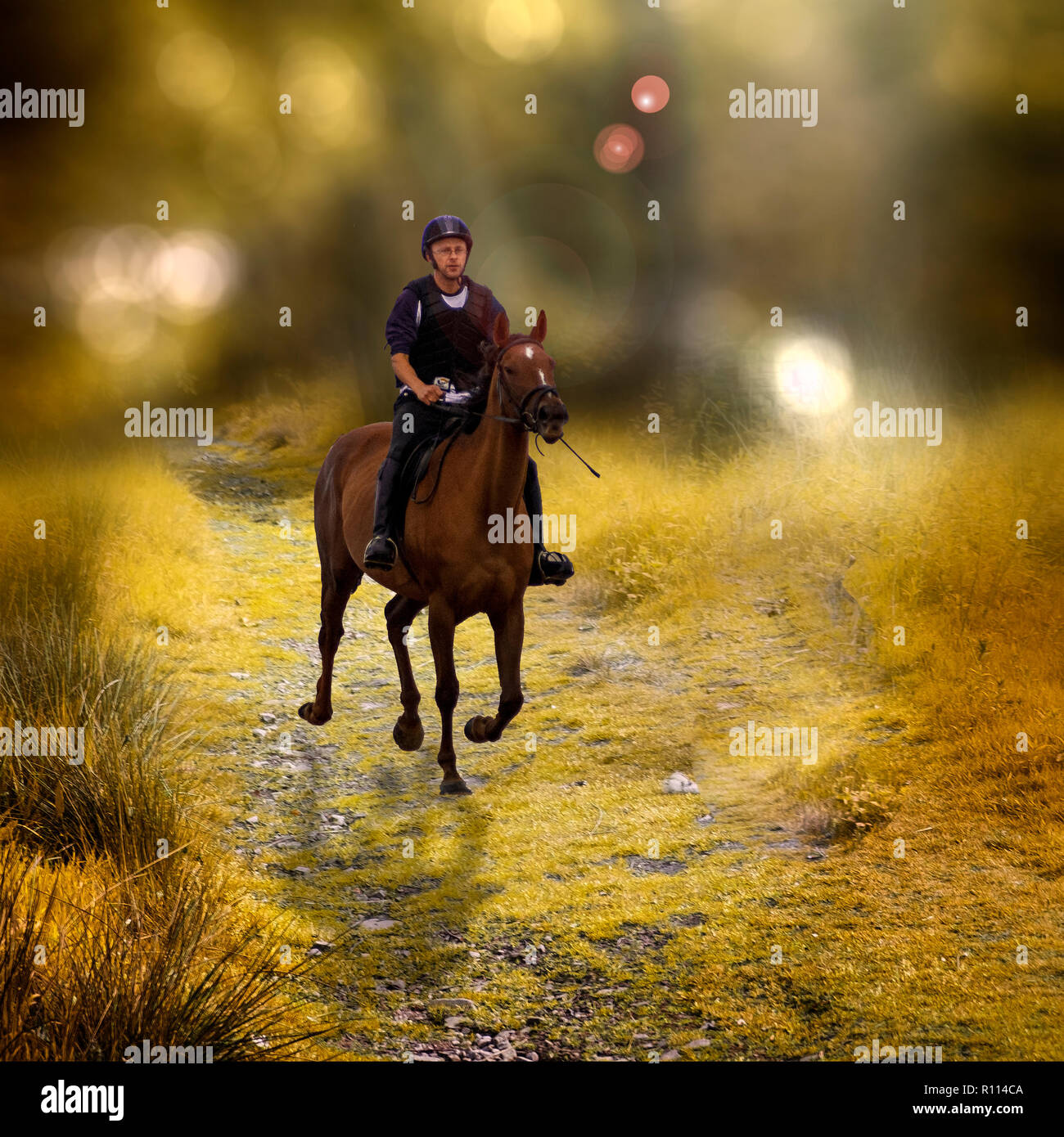 Horse canter water uk hi-res stock photography and images - Alamy