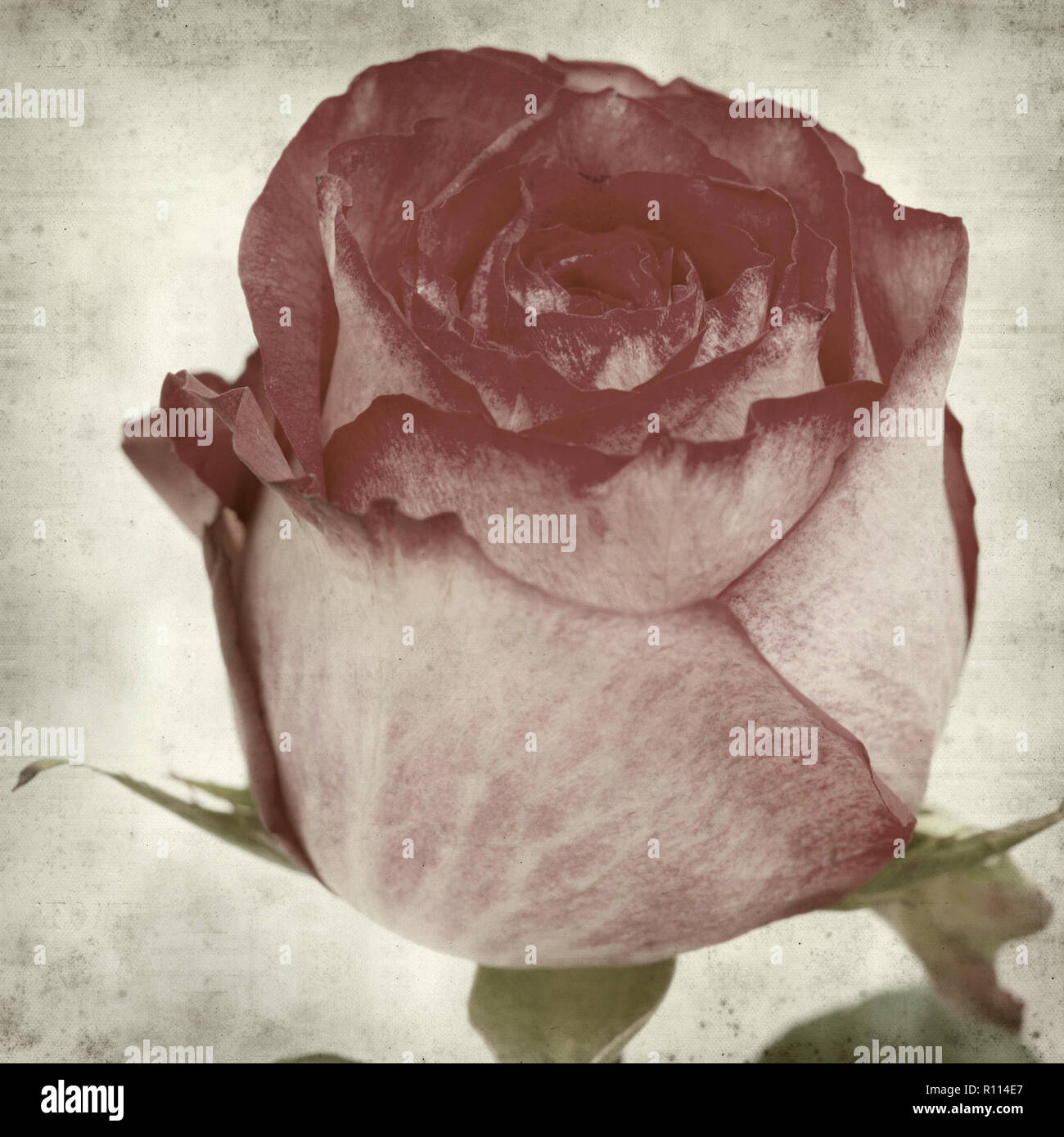 textured old paper background with pink rose Stock Photo - Alamy