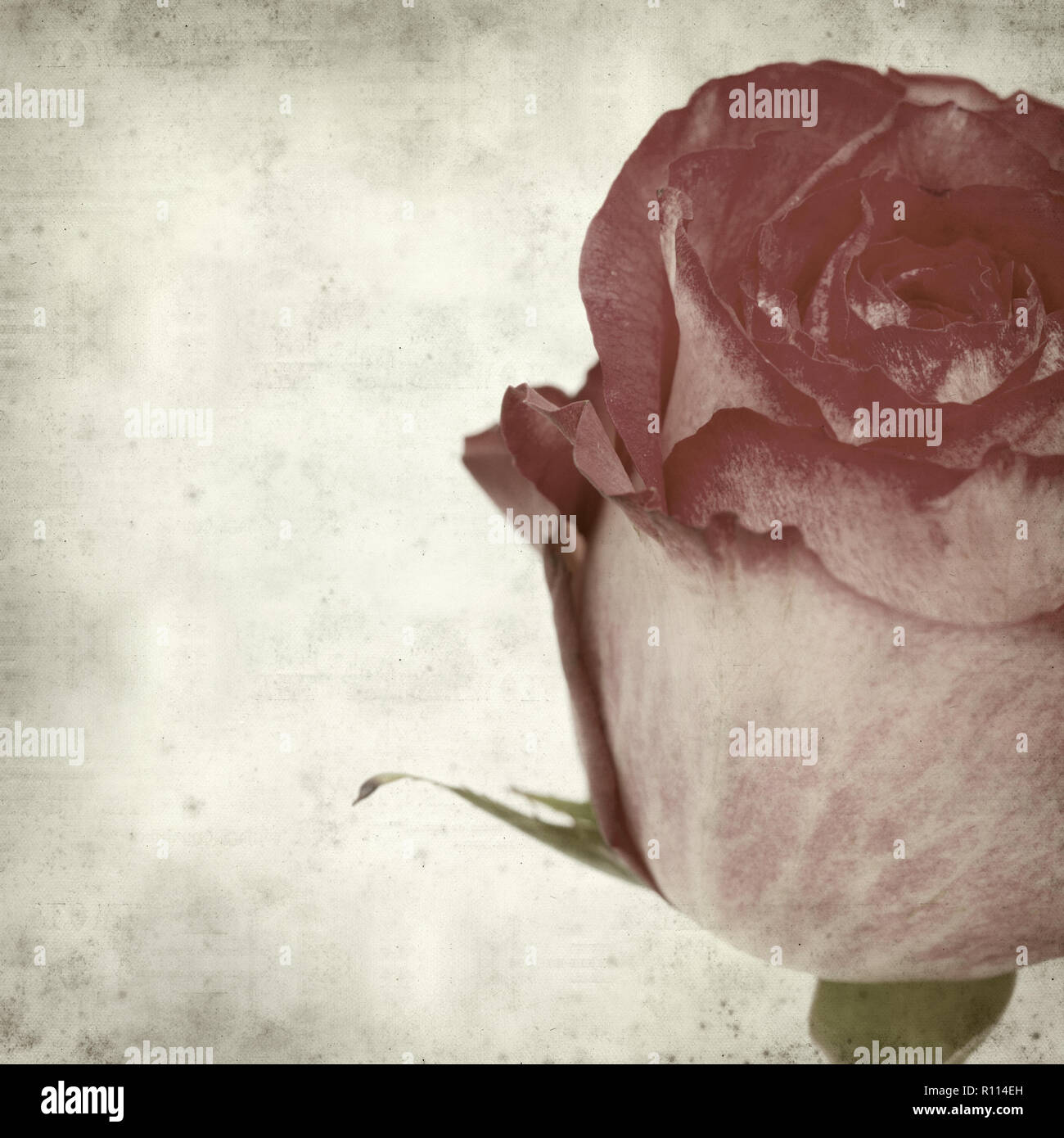 textured old paper background with pink rose Stock Photo - Alamy