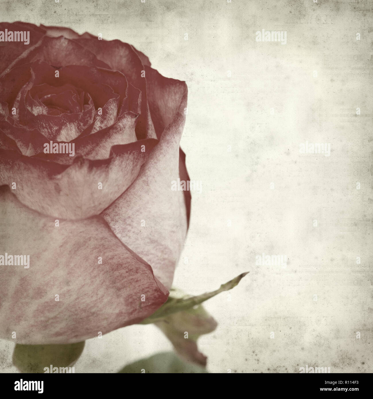 textured old paper background with pink rose Stock Photo - Alamy