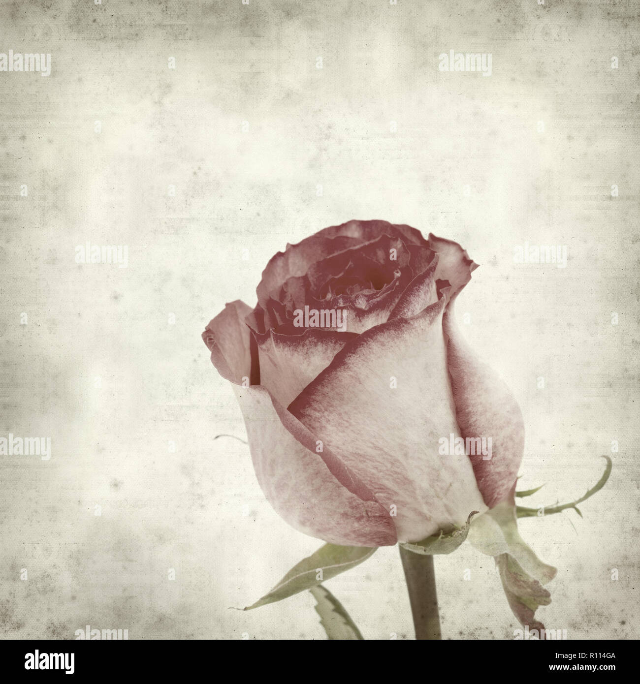 textured old paper background with pink rose Stock Photo - Alamy