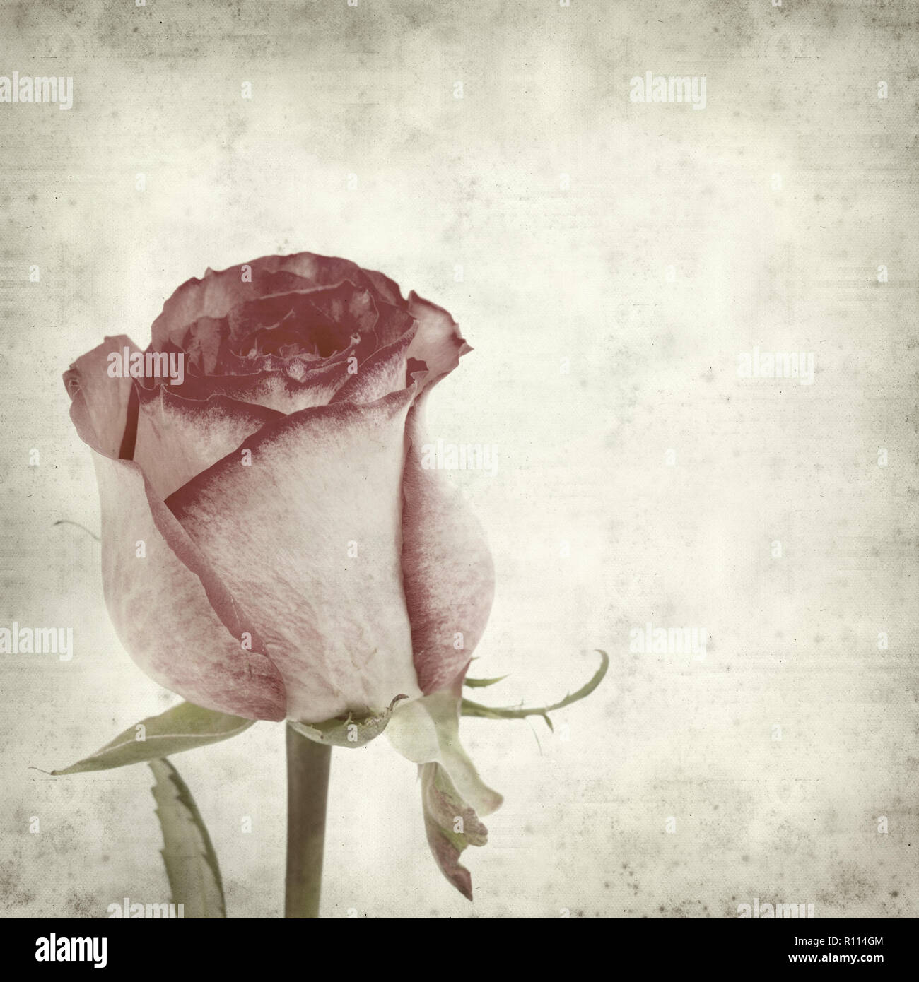 textured old paper background with pink rose Stock Photo - Alamy