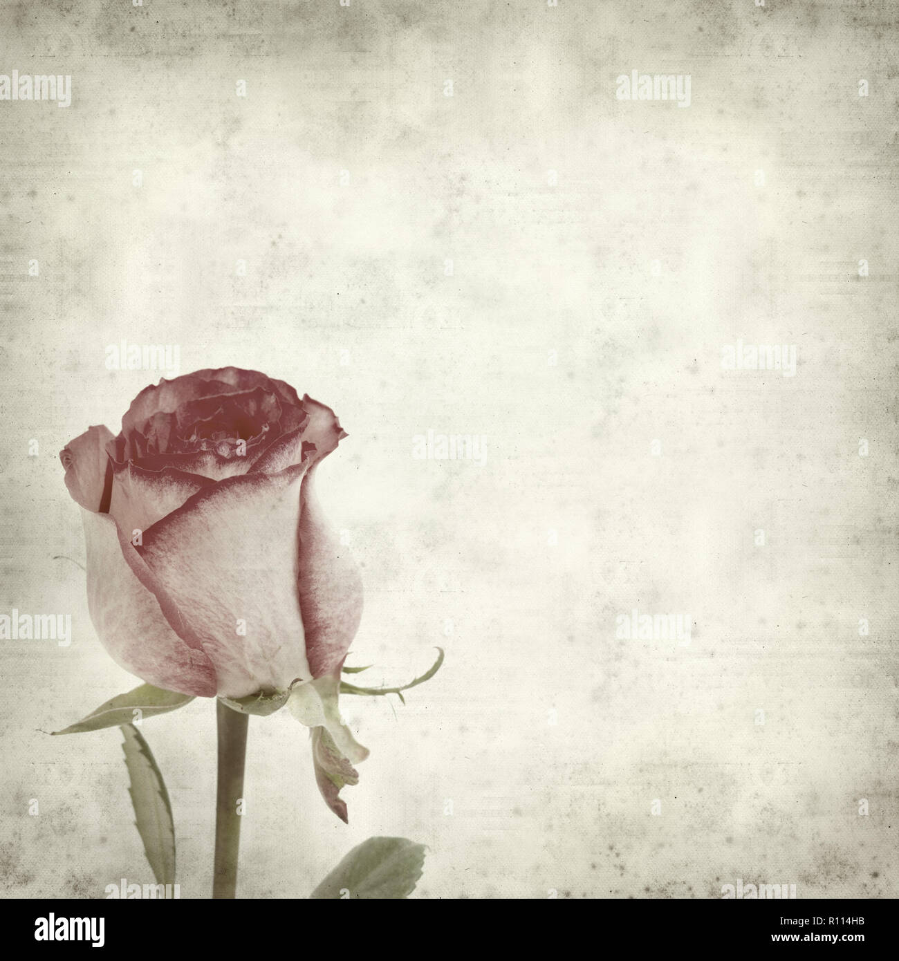 textured old paper background with pink rose Stock Photo - Alamy