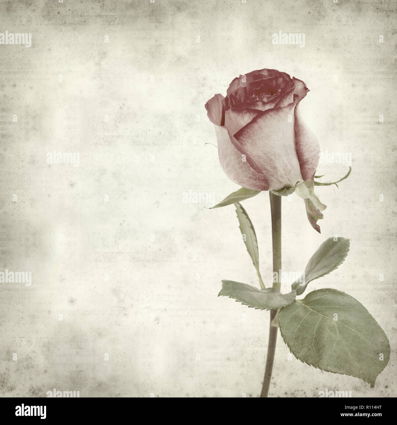 textured old paper background with pink rose Stock Photo - Alamy
