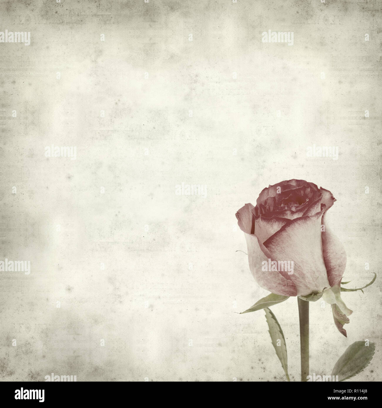 textured old paper background with pink rose Stock Photo - Alamy