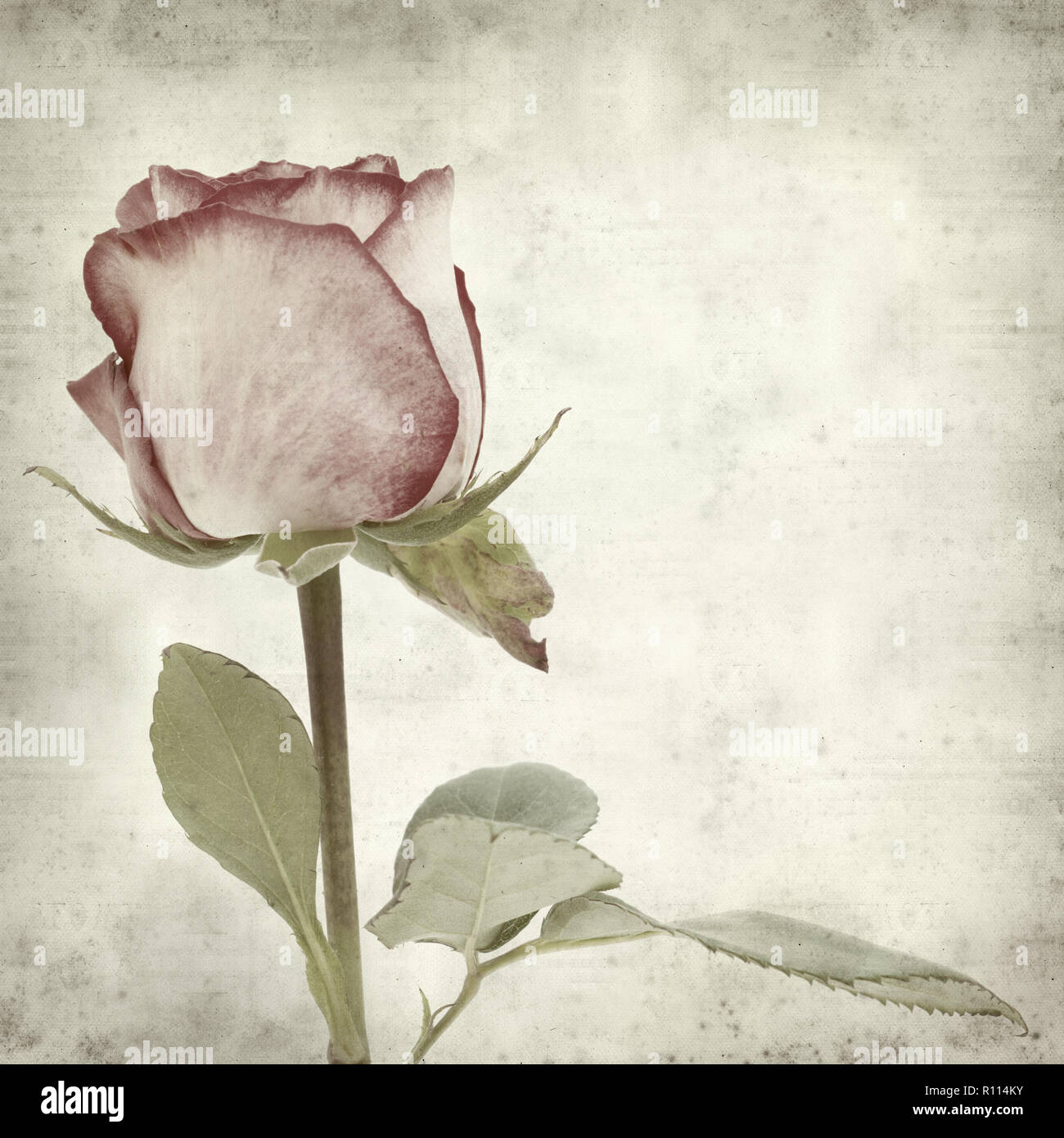 textured old paper background with pink rose Stock Photo - Alamy