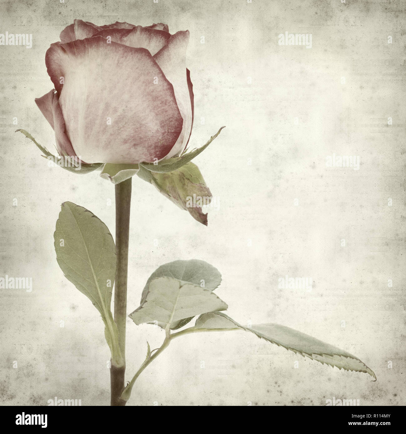 textured old paper background with pink rose Stock Photo - Alamy