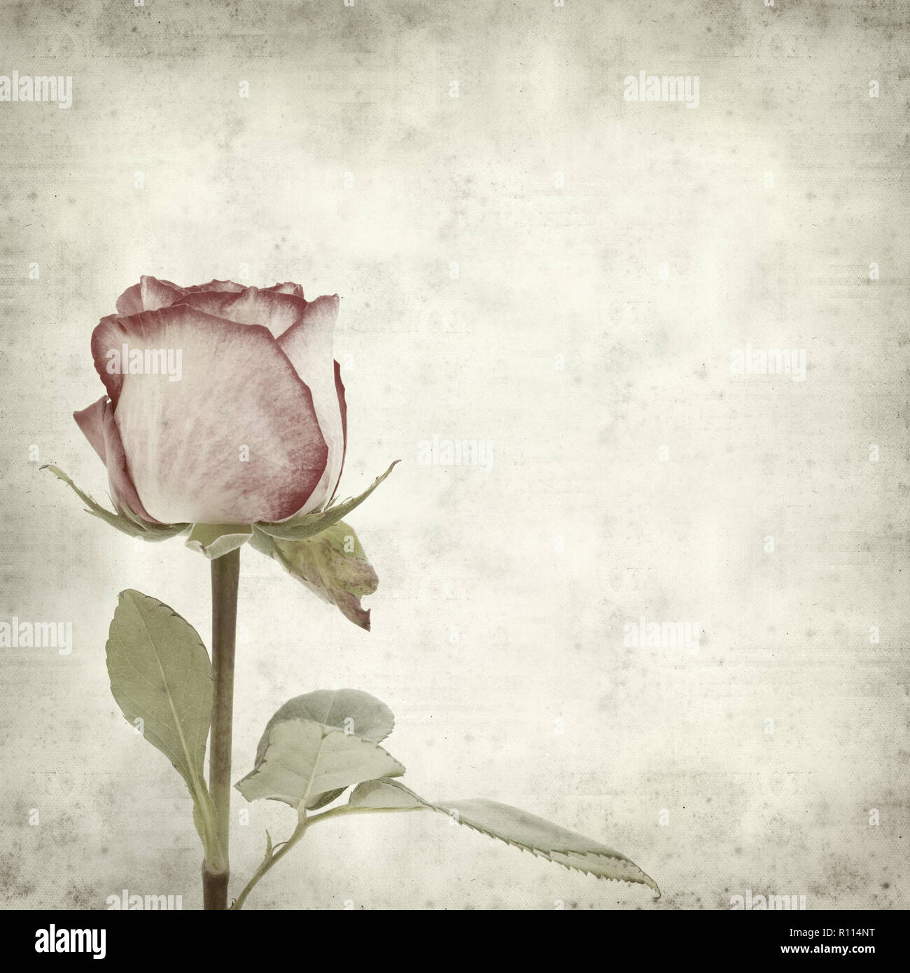 textured old paper background with pink rose Stock Photo - Alamy