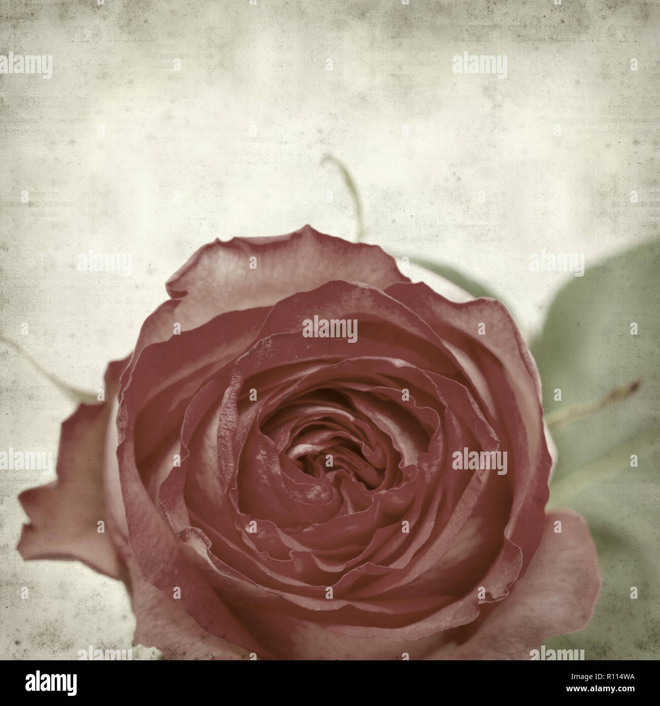 textured old paper background with pink rose Stock Photo - Alamy