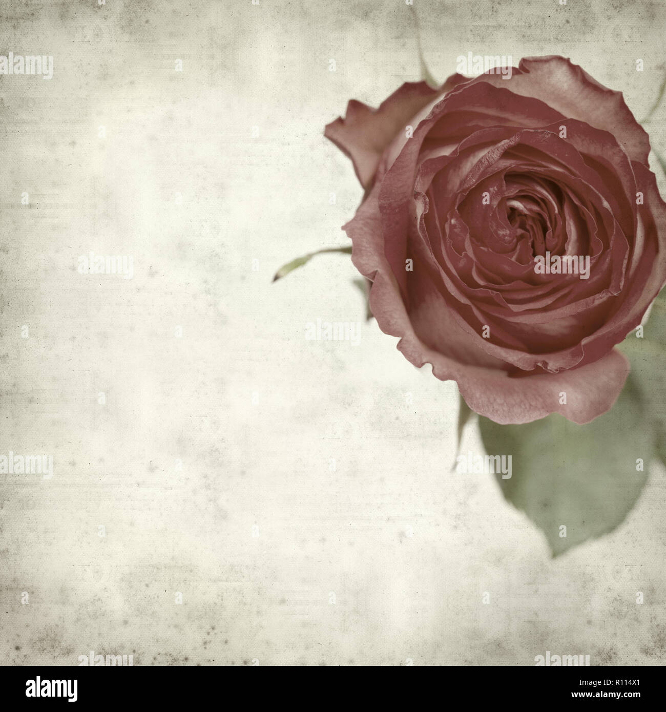 textured old paper background with pink rose Stock Photo - Alamy