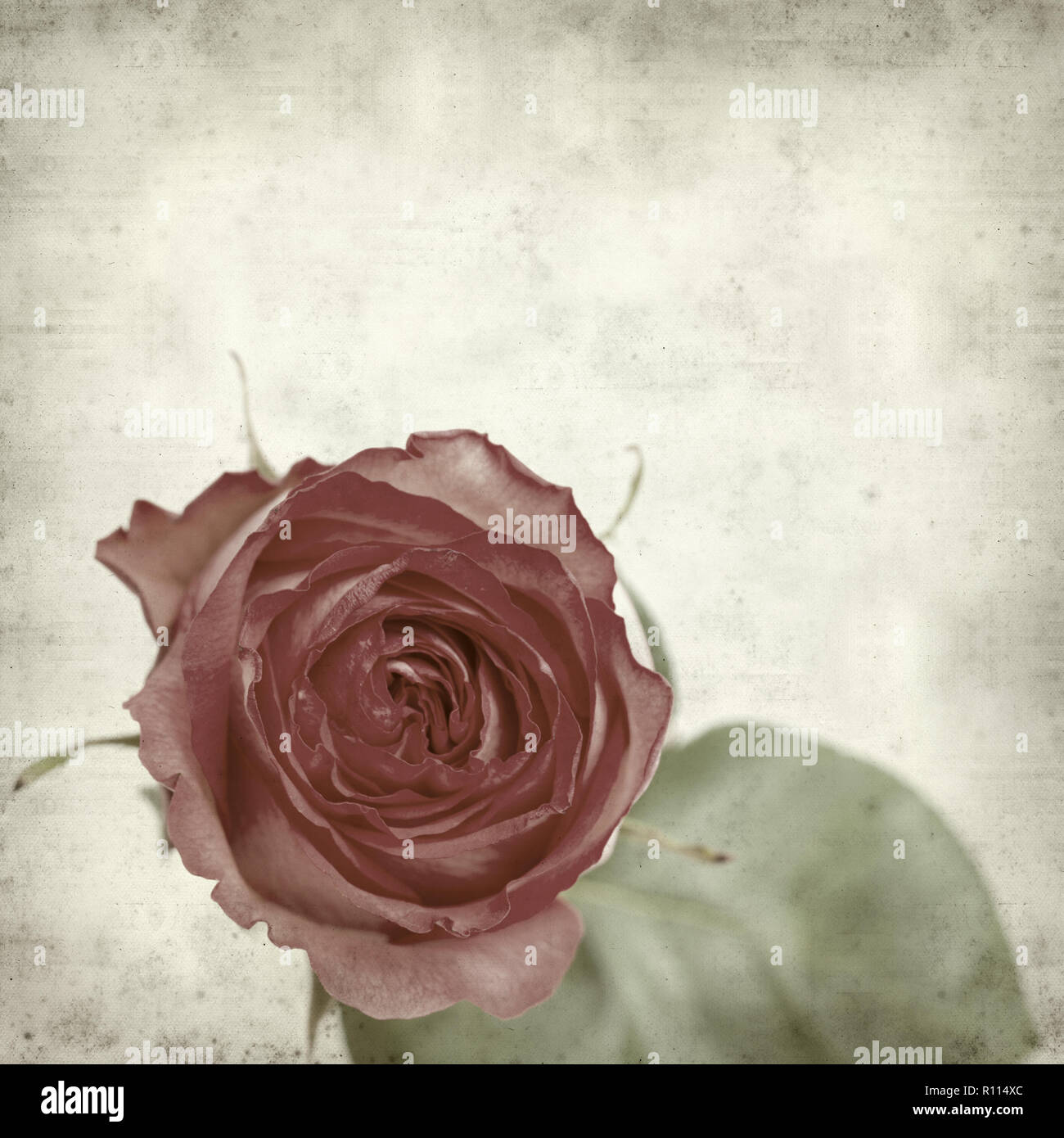textured old paper background with pink rose Stock Photo - Alamy