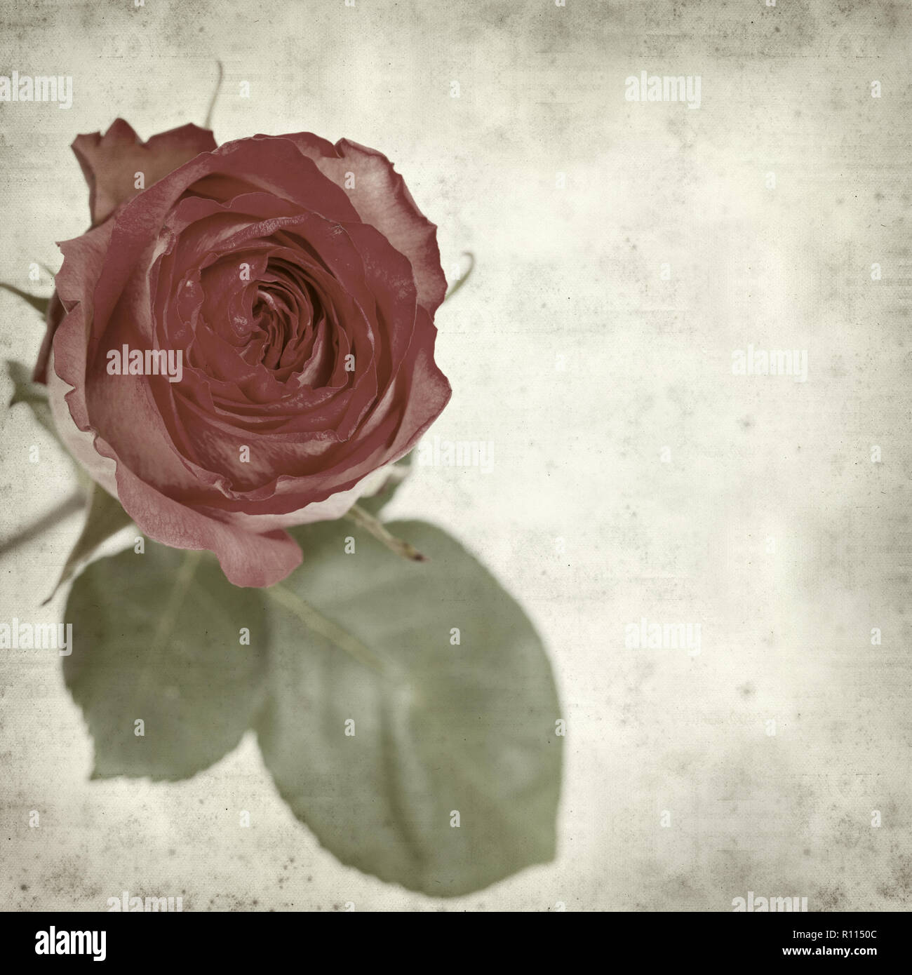 textured old paper background with pink rose Stock Photo - Alamy