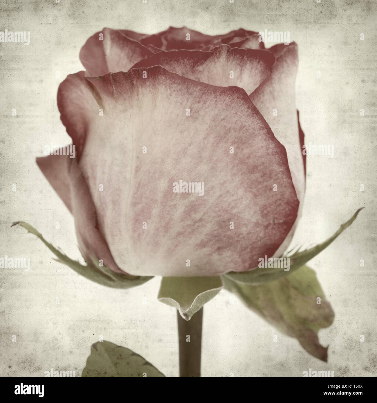 textured old paper background with pink rose Stock Photo - Alamy